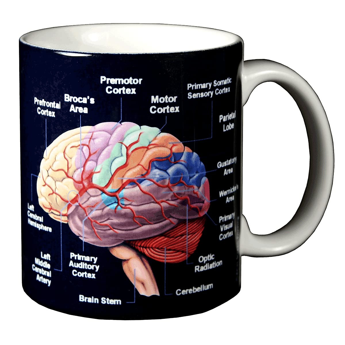 WILD COTTON Brain 11 Ounce Ceramic Coffee Mug (WC462M)