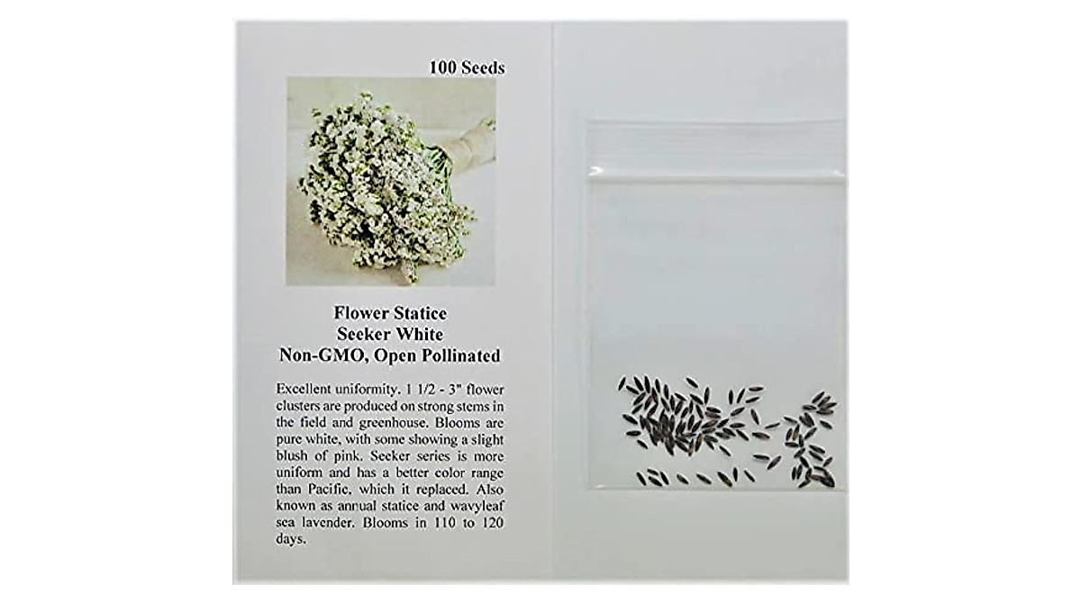 David's Garden Statice Seeker White | Non-GMO Heirloom Seeds