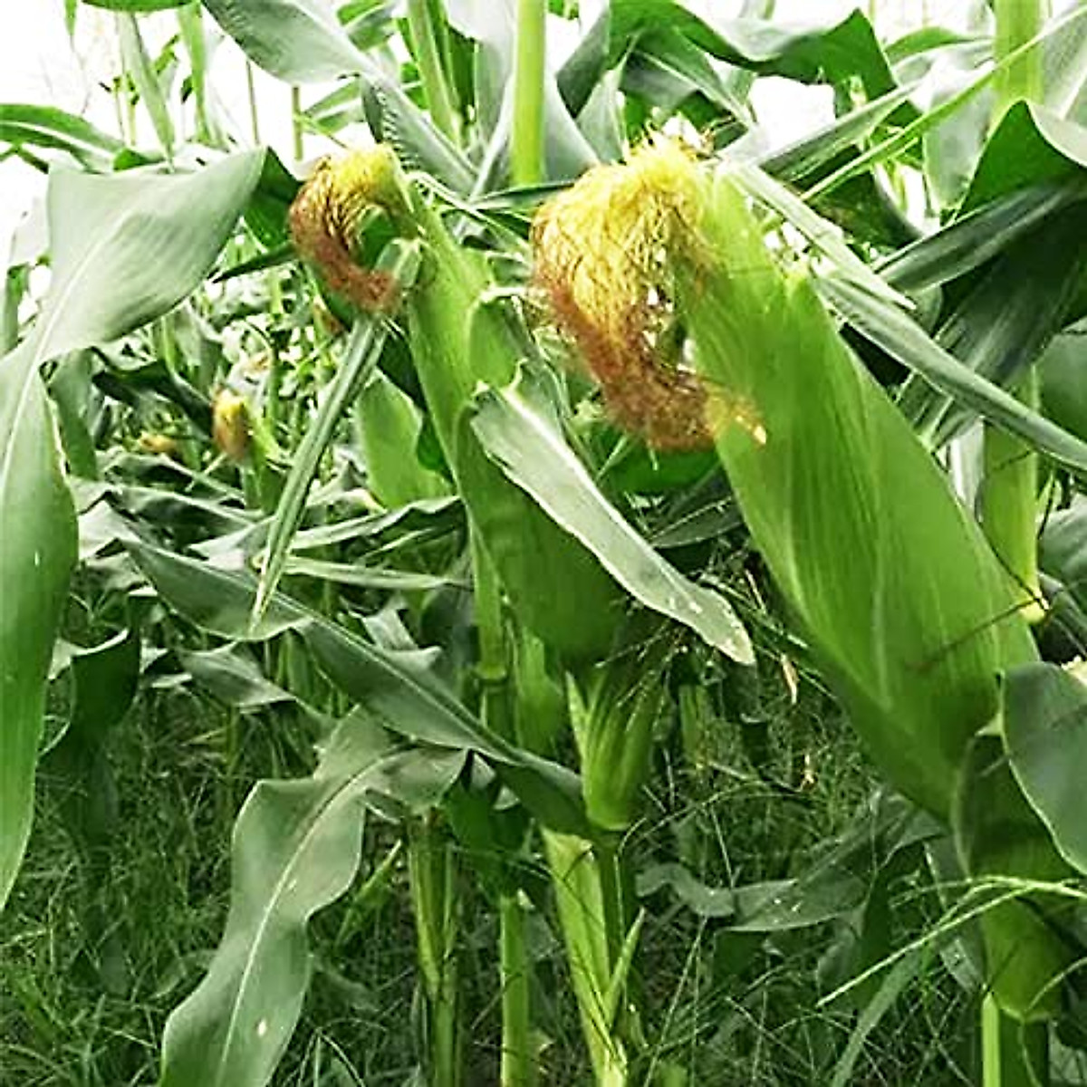 200 pcs "Peaches and Cream" Bi-Color Sweet Corn Seeds, Non GMO & Heirloom Seeds, Peaches & Cream Zea Mays Seeds