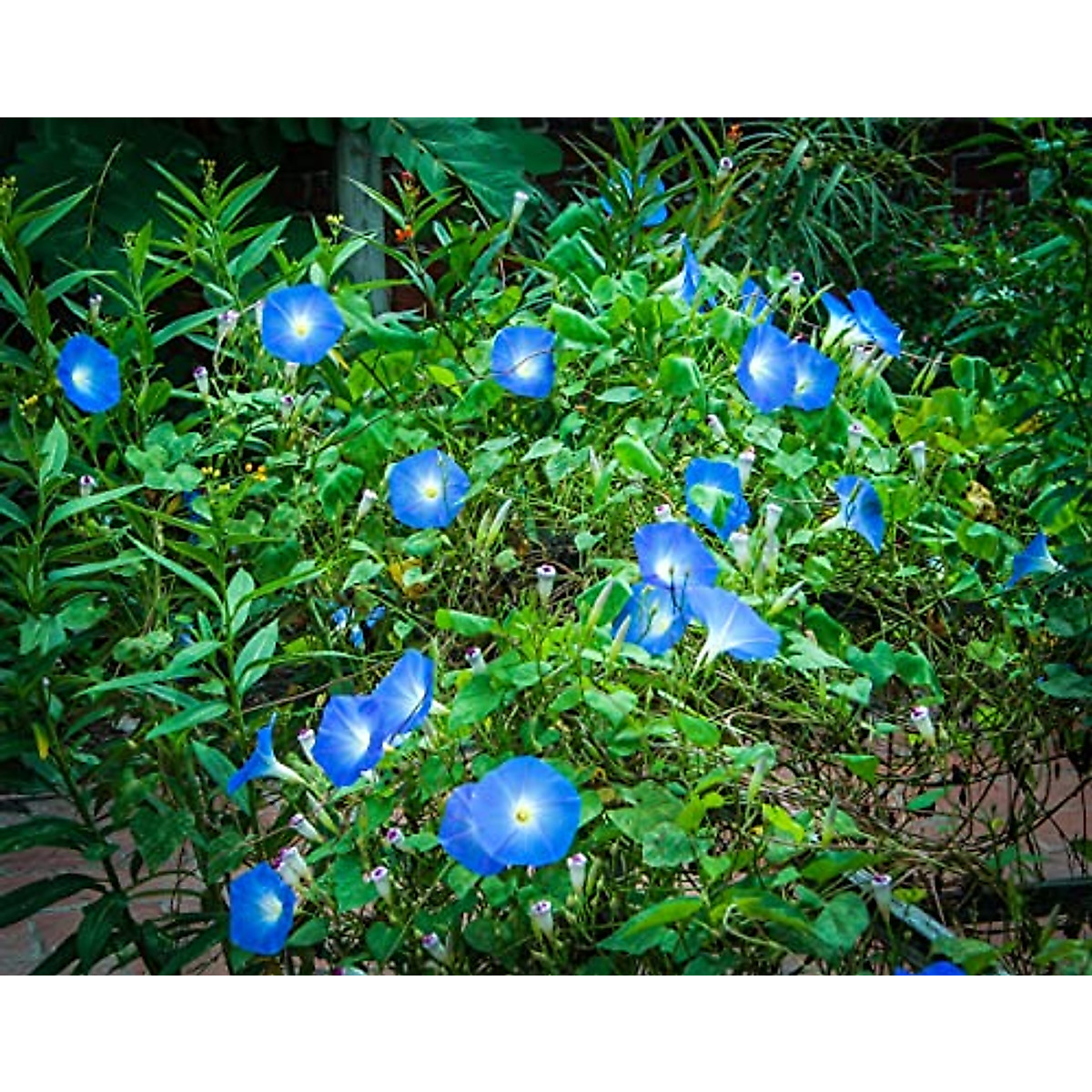 TKE Farms - Morning Glory Seeds for Planting, Heavenly Blue, 5 Grams ≈ 150 Seeds, Ipomoea Tricolor