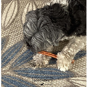 DOGCHEWZ Rawhide Free Bully Stick Dog Chew Treats 6" (24 Count) - Chicken Flavored Dog Chew Bone - Suitable for Small and Medium Dogs