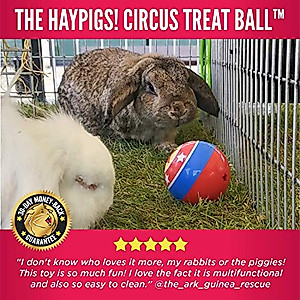 HAYPIGS 1x Circus Themed Guinea Pig Treat Ball - Guinea Pig Toys and Accessories - Rabbit Enrichment Toys Small Animal Toy - Small Pet Activity Ball - Pet Entertainment