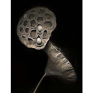 Imagekind Wall Art Print entitled Lotus Pods II by Dawn Leblanc | 36 x 47