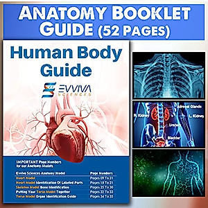 Evviva Sciences Human Heart, Torso, and Skeleton Models - Hands-On 3D Model Study Tools for Anatomy and Physiology Students with Anatomical Guide Booklet, Learning + Educational Kit