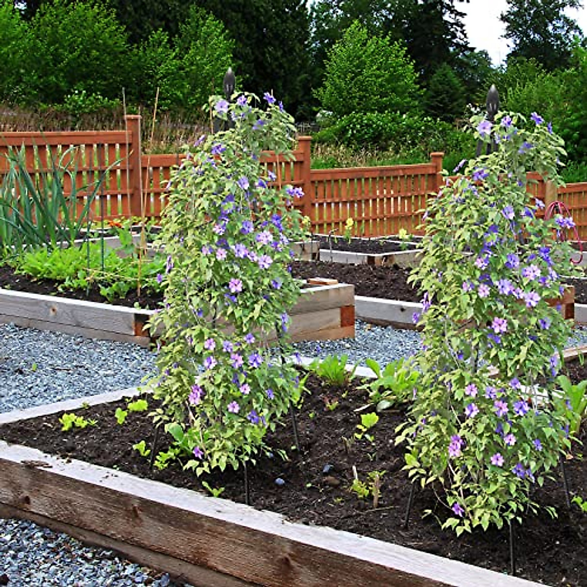 APSOONSELL Garden Obelisk Trellis for Potted Plants, Plant Trellis Support for Climbing Plants, Metal Trellis for Climbing Plants Indoor and Outdoor, Tomato Trellis Tower