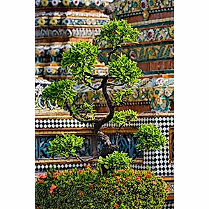 Bonsai tree in front of chedi Wat Pho Bangkok Thailand Poster Print by Adam Jones (24 x 36)