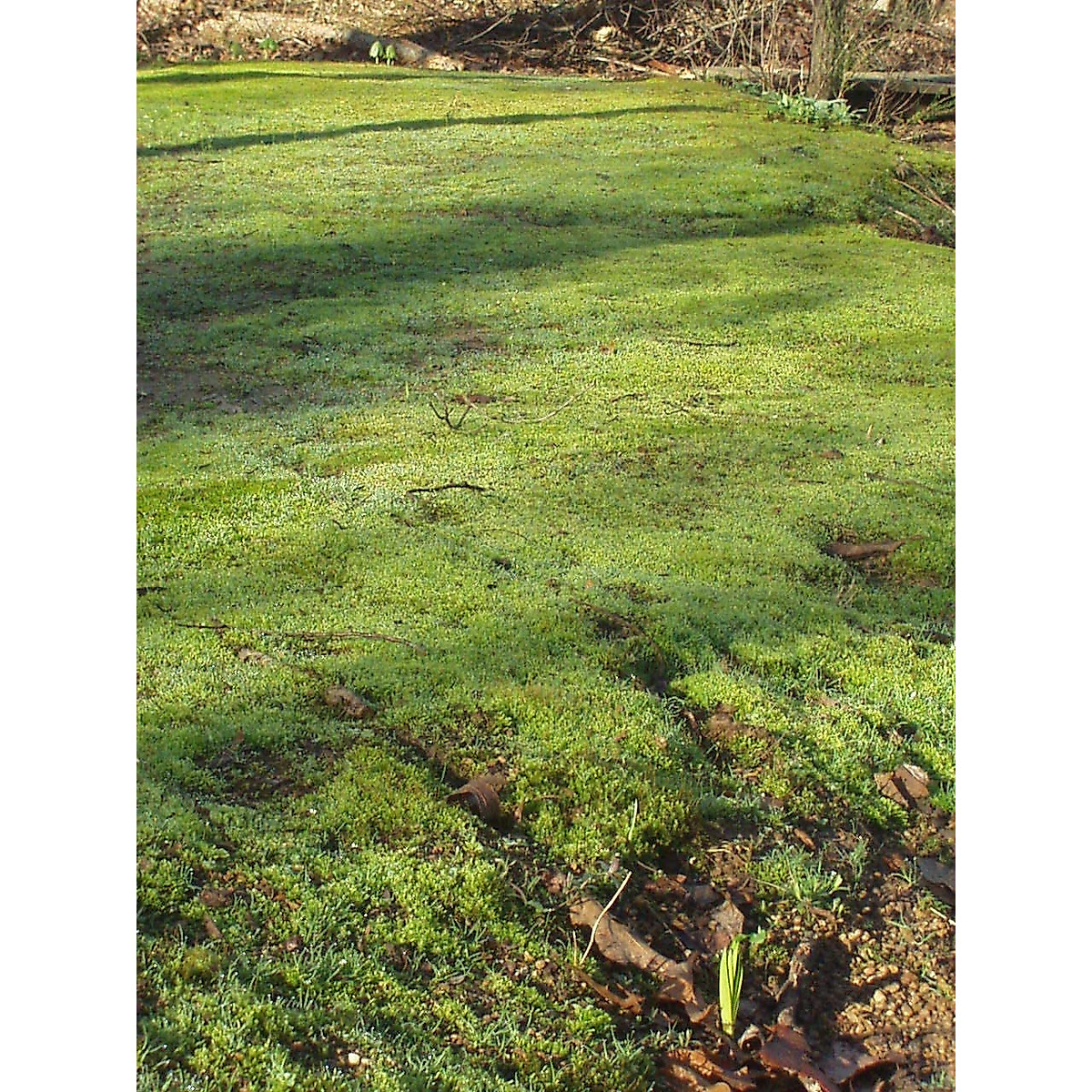 Living Mixed Moss Perfect for terrariums, Bonsai and kokedamas 9"x12" Sheet