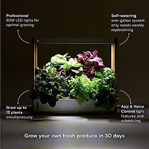 Rise Gardens Personal Garden and Starter Kit | Hydroponics Growing System, Wi-Fi & App Controlled Indoor Garden with Growing Lights & Self-Watering System | Includes 8 Seed Pods & 6 Weeks Nutrients