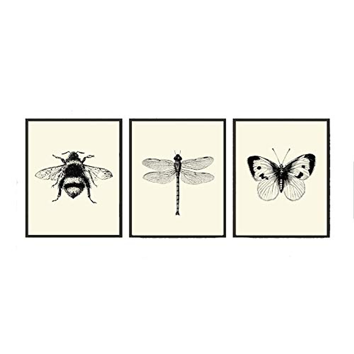 Bee Dragonfly Butterfly Wall Art Prints set of 3 Prints 8x10 - Unframed - Beautiful Black and White Illustration Ivory Natural Background Home Room Decor