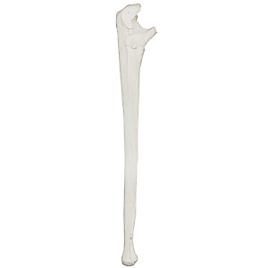 Axis Scientific Ulna Bone Model | Left | Cast from a Real Human Ulna Bone l Forearm Bone Model Has Realistic Texture and Important Bony Landmarks