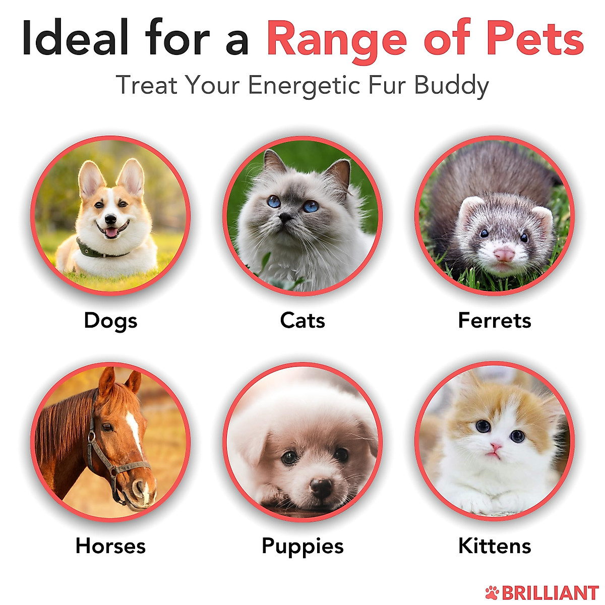 Brilliant Omega 3 Salmon Oil for Dogs & Cats - Norwegian Fish Oil Supplement with EPA & DHA Fatty Acids for Shedding, Allergy, Itching, Dry Skin & Joint Health - Skin and Coat Fish Oil Liquid, 40 Oz