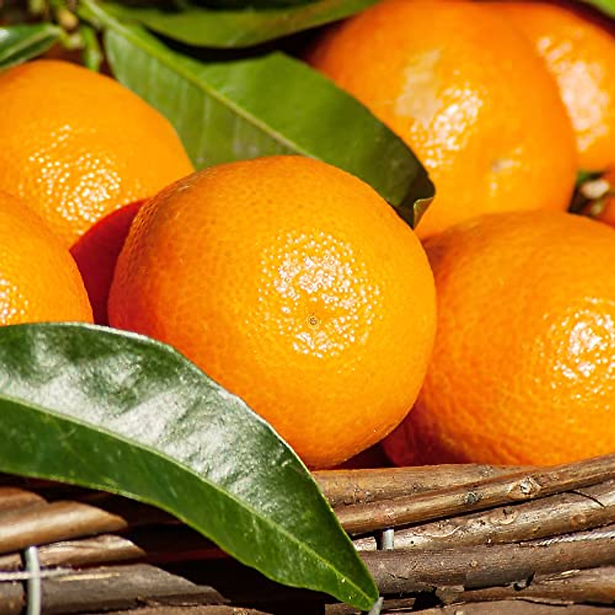 Mandarin Orange Seeds Cold Hardy Mandarin, Citrus Unshiu, Satsuma Orange Evergreen Sweet Organic GMO Free Home Garden Outdoor 25Pcs Fruit Seeds YEGAOL Garden