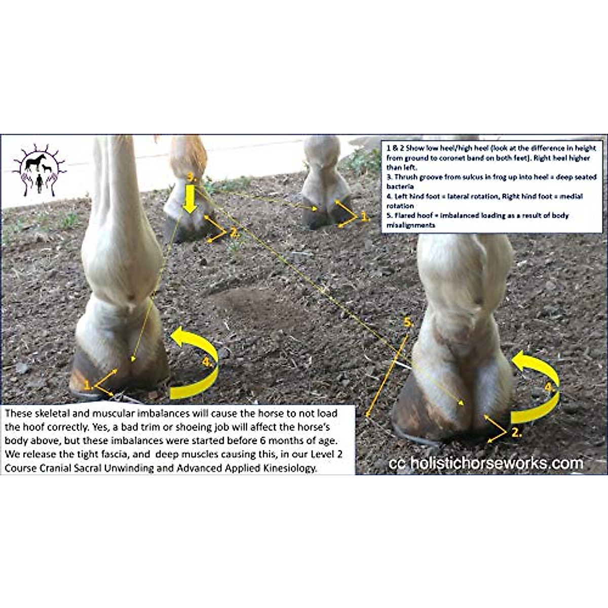 Holistic Horseworks “Level 1: Equine Musculoskeletal Unwinding” DVD Course - Certified Horse Massage Therapy Technique - Earn a Certificate of Completion - For Novice and Pro Horse Lovers