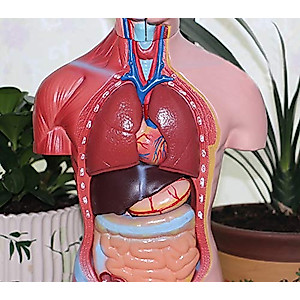 Human Torso Body Anatomy Model - 11 inch, 15 Parts Organ Structure Model for School Medical Education