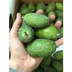 Guava Fruit Bonsai Tree Seeds - 50 Seeds to Grow - Exotic and Delicious Tropical Fruit. Great for Live Indoor Bonsai Tree - Fruit Seed for Sewing