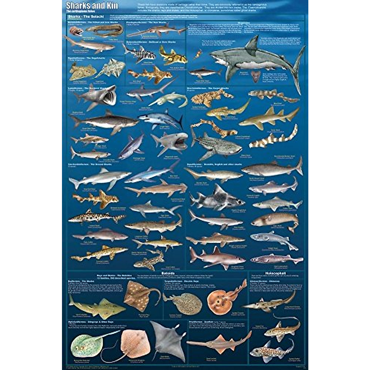Feenixx Sharks & Kin Fish Great White Educational Science Ocean Chart Print Poster24x36
