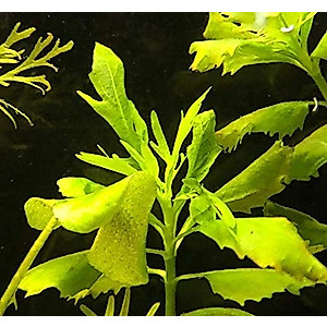 Planterest – Water Wisteria Hygrophila Difformis Bunch Live Aquarium Plant Decorations BUY2GET1FREE