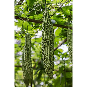 Pack of 40 Bitter Melon Seeds for Planting, Asian Bitter Gourd Seeds, Asian Vegetable Seeds