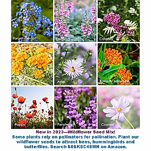 For 2024! 200 Perilla Seeds,Non GMO Seeds for Sprouting, Heirloom Vegetable Seeds for Planting. Great Hydroponic Seeds for Pods(Egoma/Sesami Herb Seeds #2,Perilla 紫苏,Green-1g,200 Seeds)