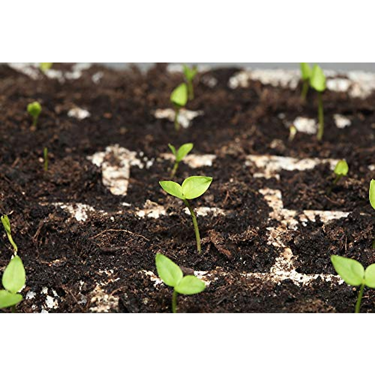 1150A-Trinidad Scorpion Moruga Pepper (Capsicum chinense) Seeds by Robsrareandgiantseeds UPC0764425787792 Bonsai,Non-GMO,Organic,Historic Plants,Sacred, 1150-A Package of 25 Seeds