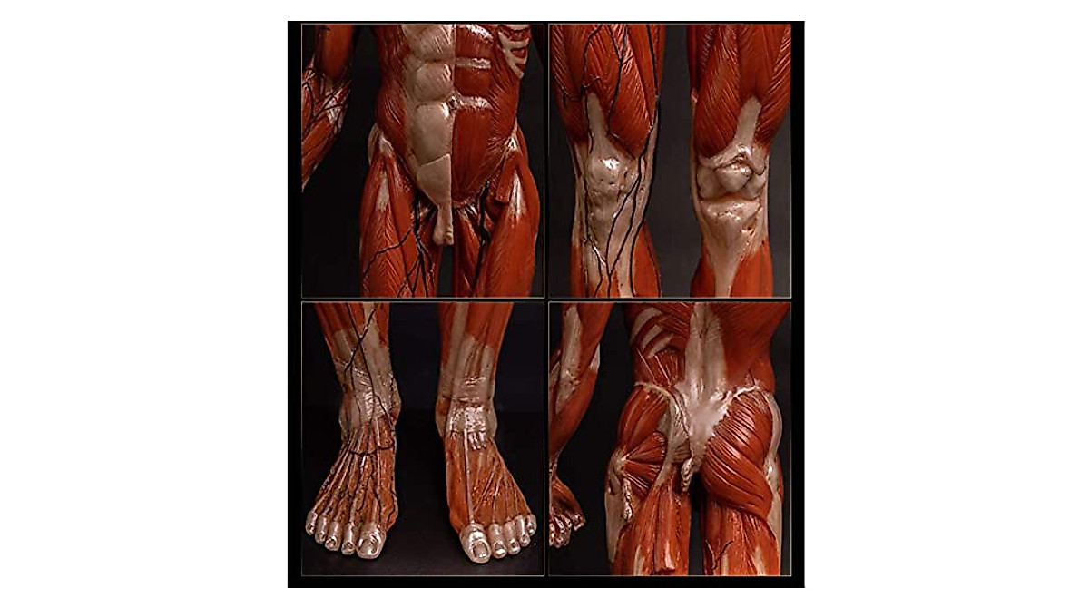 Male Anatomy Model | 23.6 Inch Ecorche Figure