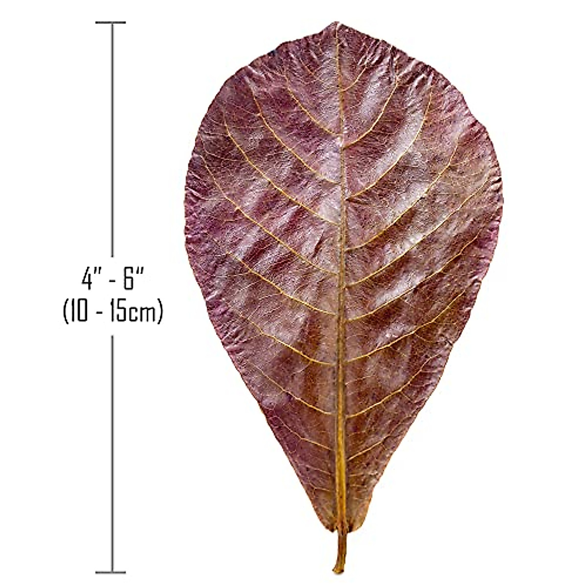 MATCHIMAA Premium Indian Almond Leaves. Aquarium Decorations Size 4-6 in Pack 50g(25-35 Leaves). Catappa Leaves Rich Tannin. Superb to be Health Better, Succesful Breeding of Betta & Hermit Crabs