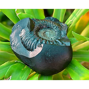 3.5"X3"Shri Laxmi Narayan Shaligram, Rare & Special One Piece, Religious Gifts, Saligram Stone - Gandaki River -I-6054