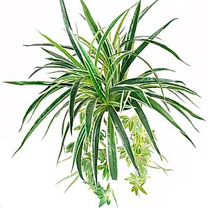 GBESTWOOW Artificial Spider Plant Hanging Vine Fake Greenery for Home Garden Office Wedding Decoreation 2pcs
