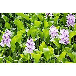 Water Hyacinth | Live Floating Pond Plants for Water Gardens (1 Water Hyacinth)