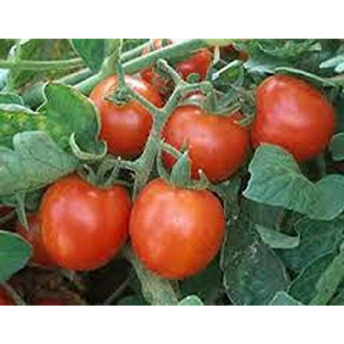 Tomato, Sweet Large Cherry Tomato Seeds, Heirloom,20 Seeds, Tasty, Great for Salads