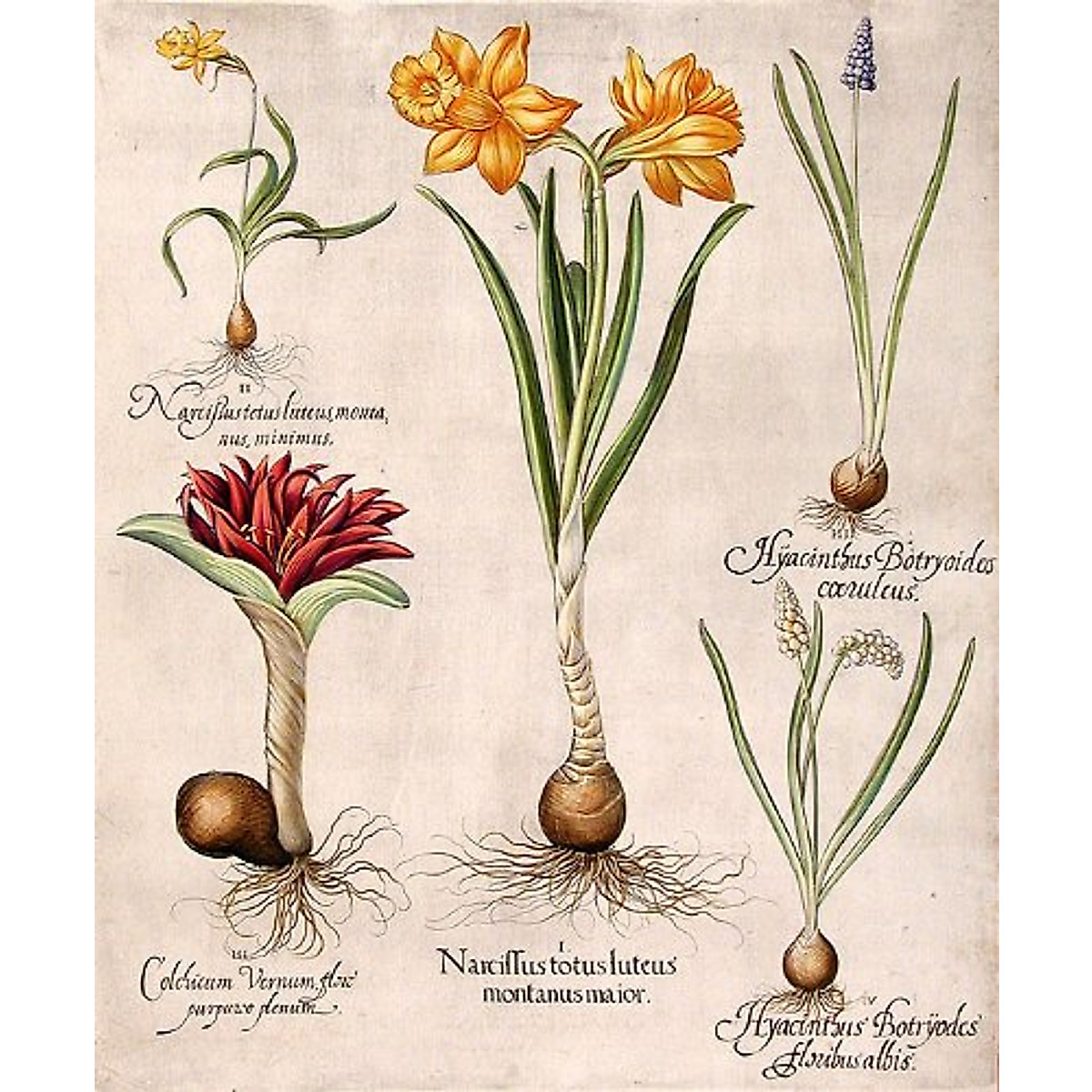 [Trumpet narcissus] Narcissus totus luteus montanus maior; [Wild trumpet narcissus] Narcissus totus luteus montanus minimus; [Multiple-flowered spring meadow saffron] Colchicum Vernum flore purpureo plenum; [Hyacinth] Hyacinthus Botryoides coeruleus; [Gra