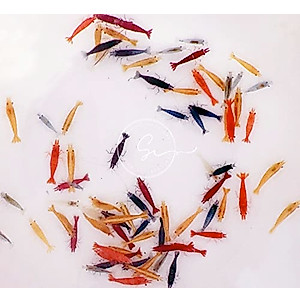 Swimming Creatures 10 Mixed Color Neocaridina Shrimp Skittles Live Freshwater Aquarium Shrimp. Live Arrival Guarantee.