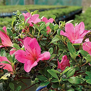 Brussel's Bonsai Live Satsuki Azalea Outdoor Bonsai Tree-5 Years Old 6" to 8" Tall with Decorative Container, Small, Blank