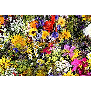 Birds, Bees, and Butterflies Mix Flower Seeds, 500+ Seeds Per Packet, Variety of Wildflowers! (Isla's Garden Seeds), Non GMO & Heirloom Seeds, Great Flower Mix for Home Garden Landscape