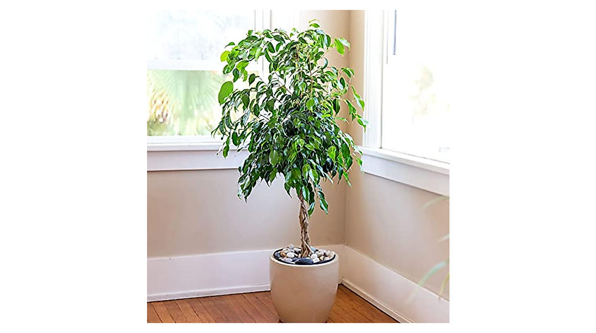 Ficus Benjamina Bonsai Weeping Fig Tree Benjamin Fig Ficus Tree Java ...