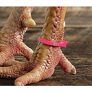 50 ZBand Numbered Poultry Leg Bands Fluorescent ~ Fits Sizes 6 to 14