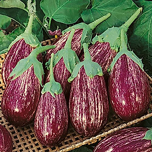 Shooting Stars Eggplant Seeds - 2 g Packet ~450 Seeds - Non-GMO, Heirloom - Vegetable Garden - Solanum melongena