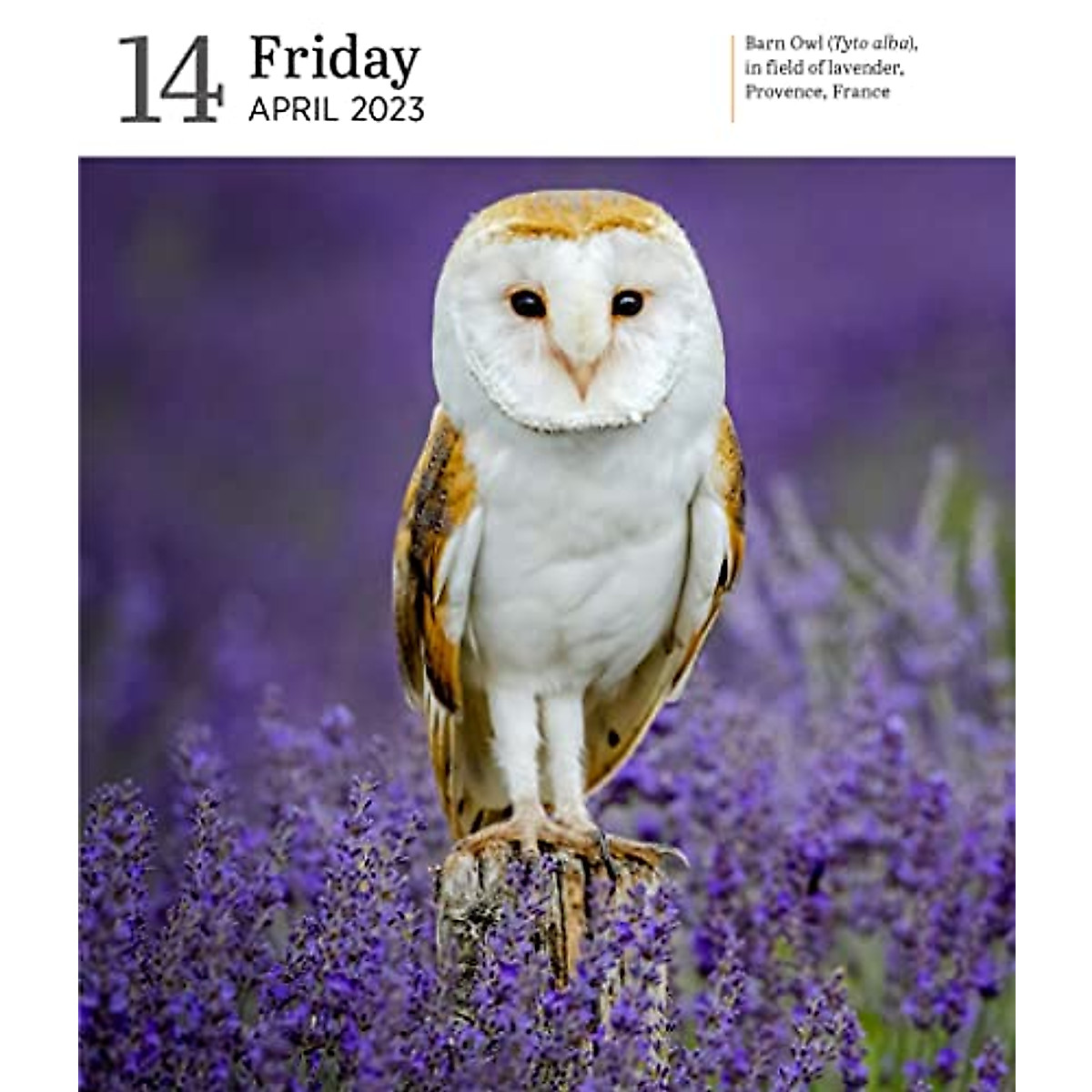 Audubon Birds Page-A-Day Gallery Calendar 2023: Hundreds of Birds, Expertly Captured by Top Nature Photographers