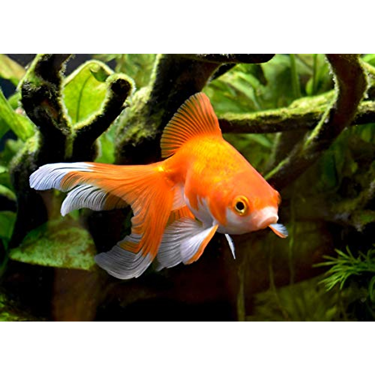 Seachem AmGuard 250ml