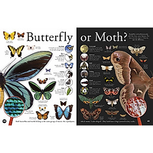 Everything You Need to Know About Bugs