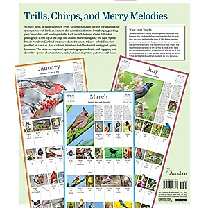 Audubon Songbirds and Other Backyard Birds Picture-A-Day Wall Calendar 2023: A Beautiful Bird Filled Way to Keep Track of 2023