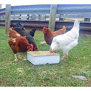 Eden Feeds Layer Feed for Chickens - 40 lb Bag Non GMO Soy and Corn Free Whole Grain Minimally Processed Feed