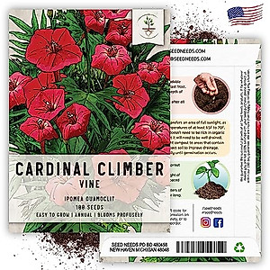 Seed Needs, Cardinal Climber Seeds - 100 Heirloom Seeds for Planting Ipomea Quamoclit - Open Pollinated & Untreated, Attracts Pollinators (2 Packs)