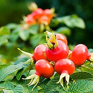 CHUXAY GARDEN Rose Hip Seed 40 Seeds Rose Hep Plant Edible Fruit Non-GMO Heirloom Native Wildflower Wonderful Choice for Garden Easy Cultivating Ground Cover Low-Maintenance