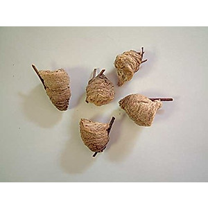 Praying Mantis (5) Egg Cases with Habitat Cup- 5 Egg Cases & 1,500 Live Ladybugs