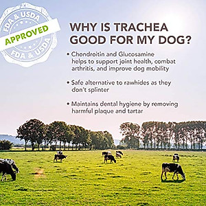 Downtown Pet Supply - Beef Trachea Dog Treats - Bully Sticks Alternative - Dog Dental Treats & Rawhide-Free Dog Chews - Glucosamine, Chondroitin, Protein, Vitamins & Minerals - 6in - 6Ct