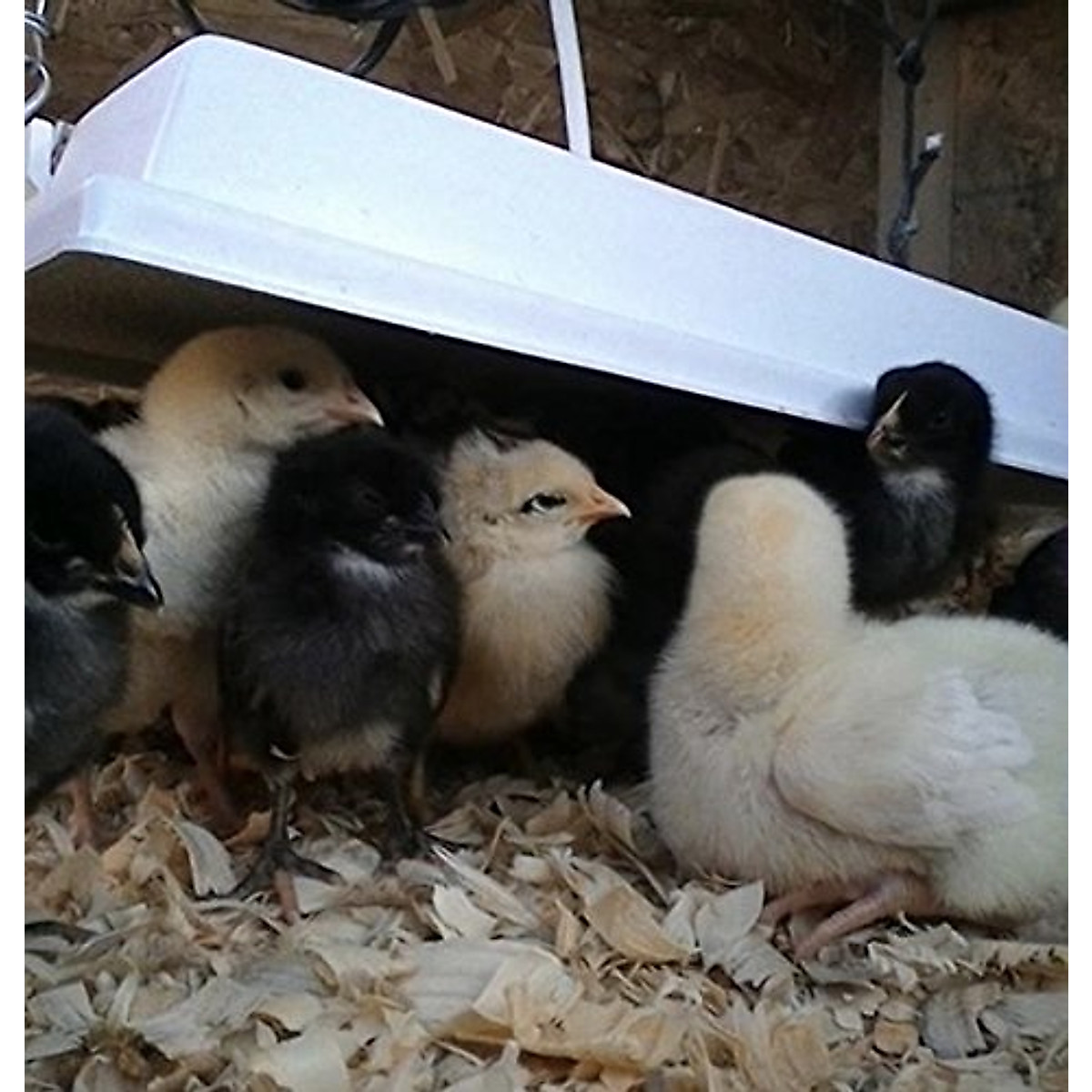 SWEETER HEATER Infrared Heater for Chicks & Pets, Overhead 11x30, 100 Watt