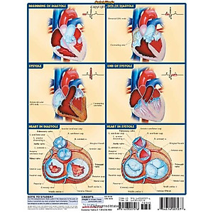 Heart QuickStudy Laminated Reference Guide (QuickStudy Academic)