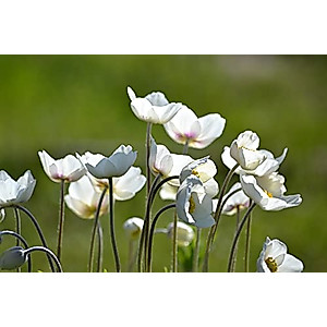 Ivory Castle White California Poppy Seeds for Planting, 1000+ Seeds Per Packet, (Isla's Garden Seeds), Non GMO & Heirloom Seeds, Scientific Name: Eschscholzia californica, Great Home Garden Gift