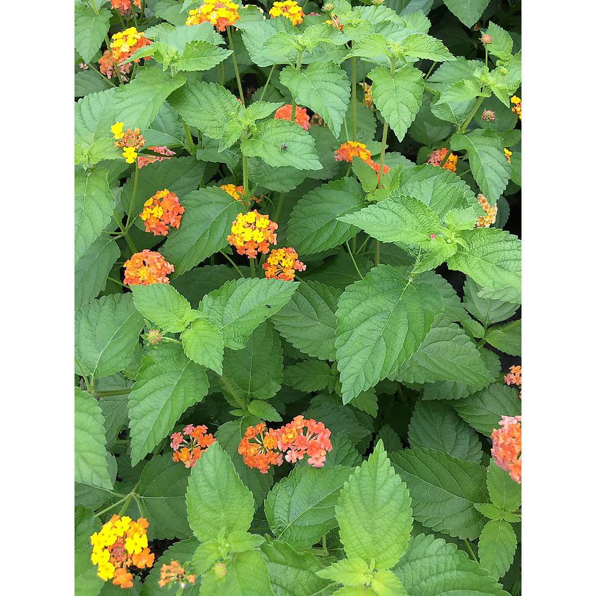 Lantana Camara Flowers - Two (2) Mixed Starter Live Plants - Not Seeds - Natural Mosquito Repellant Garden - Attract Hummingbirds & Butterflies - in 4 inch Pots